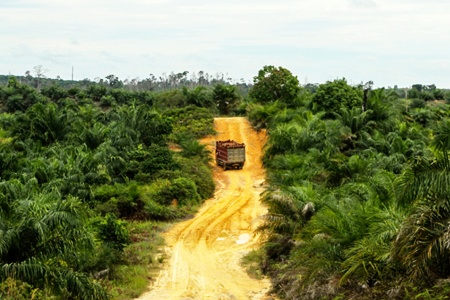 RIAUPAGI.com | Satgas PKH tak Sekadar Menguasai Kembali TNTN, 'Perlahan Satu per Satu Perambah ...